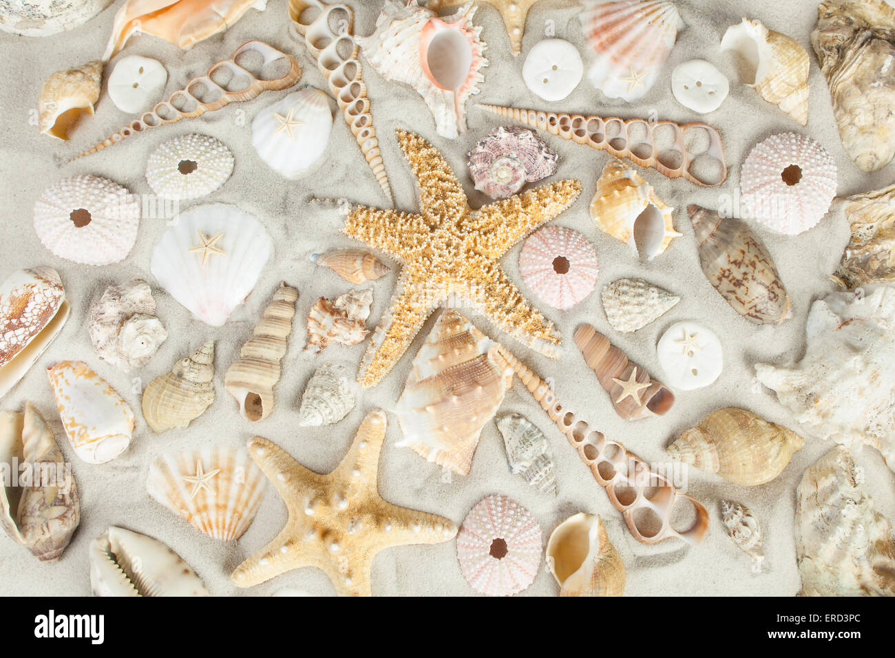 Assorted beach shells hi-res stock photography and images - Alamy