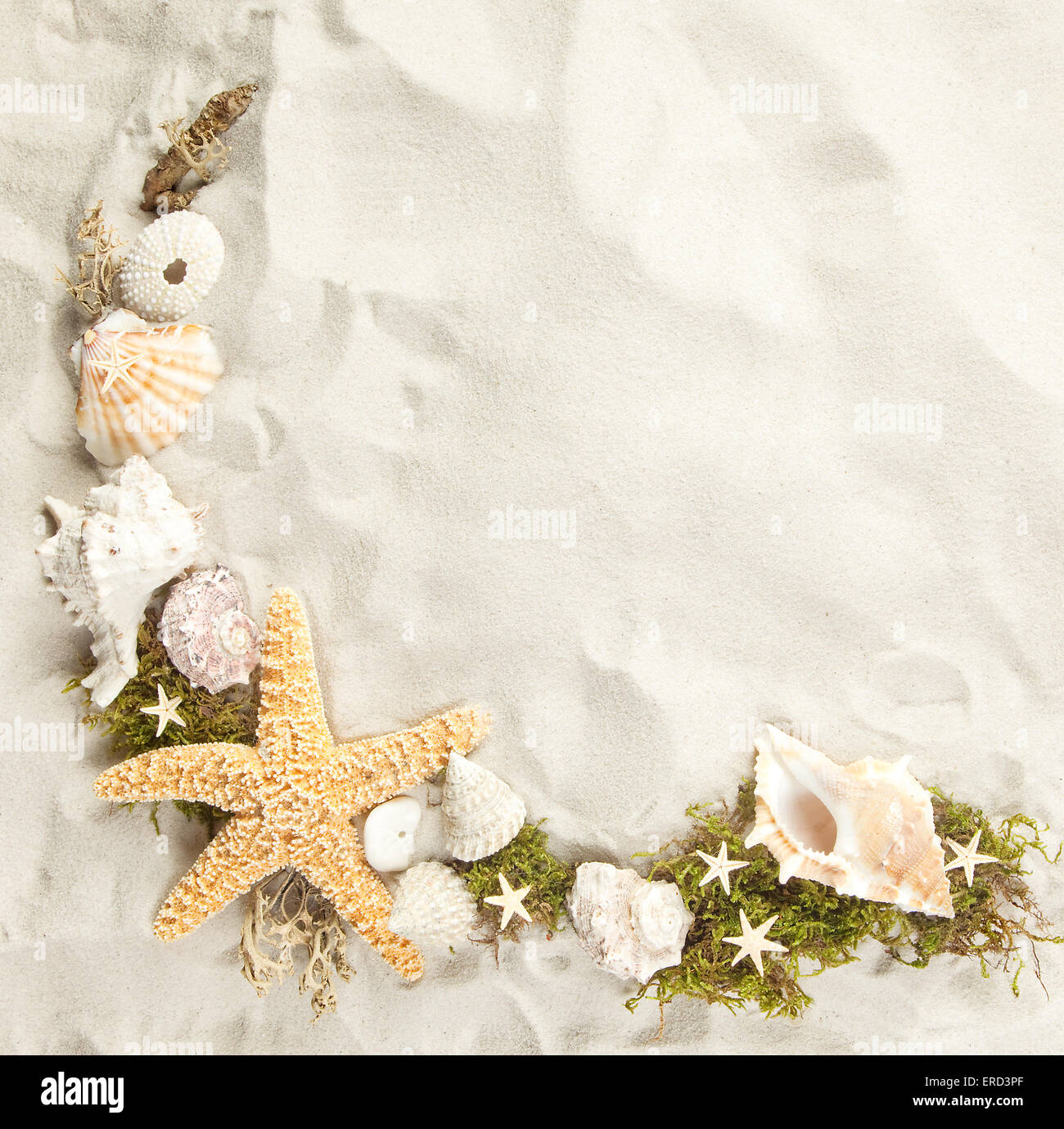 Collection of seashells on a sandy beach with copy space Stock Photo ...