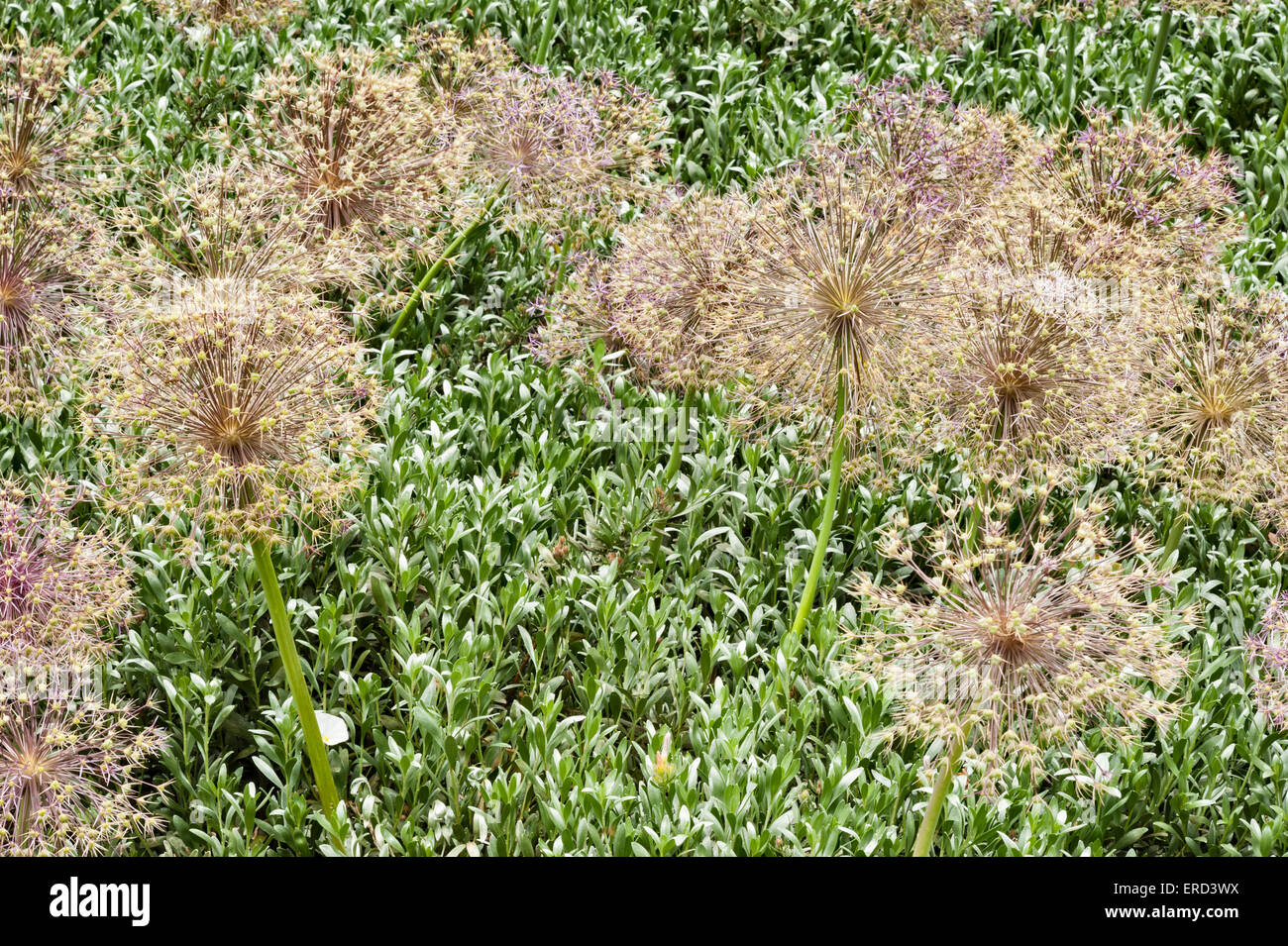 Allium seed heads hi-res stock photography and images - Alamy