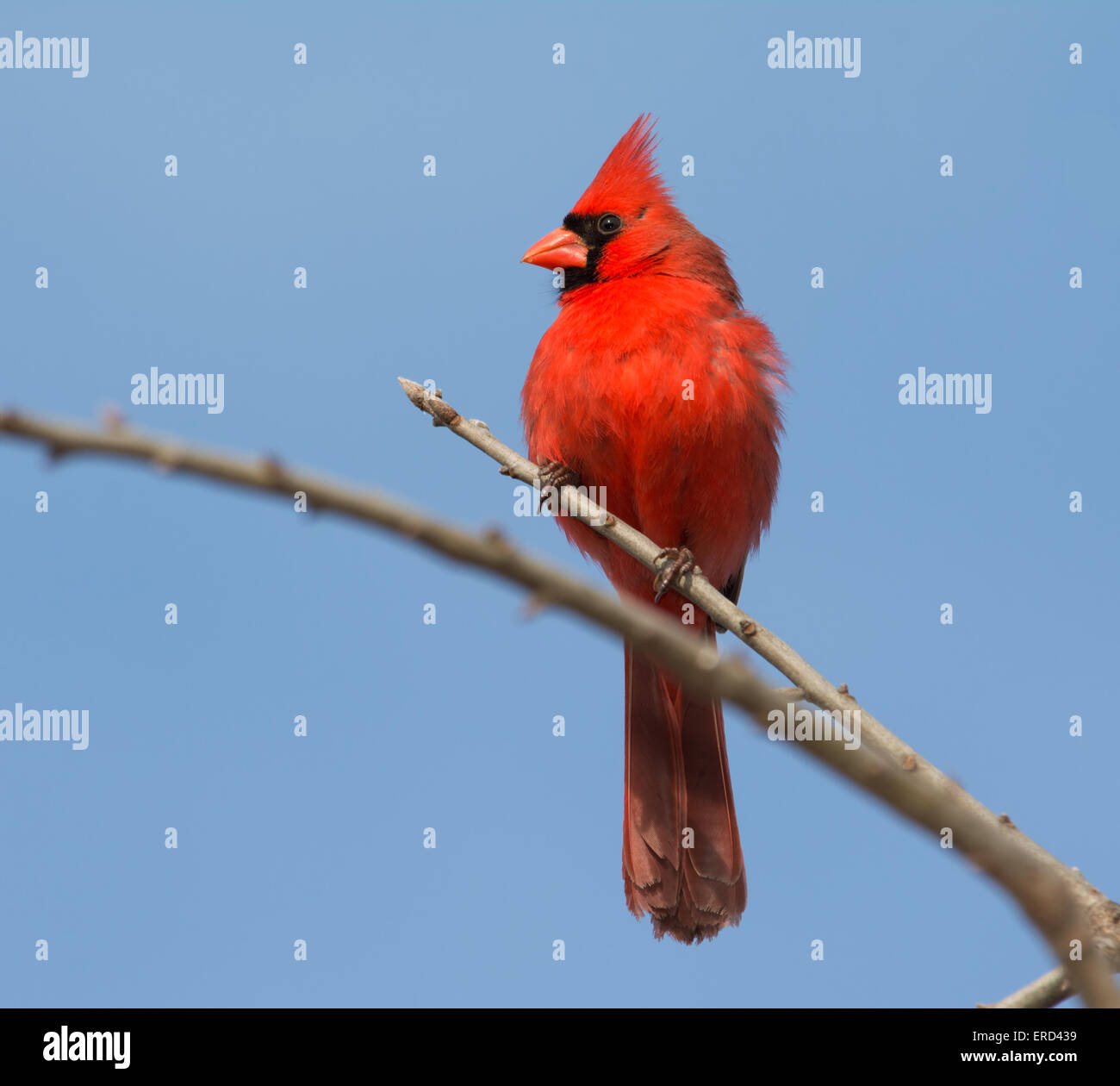 Male Northern cardinal surveying landscape from a tree top Stock Photo ...