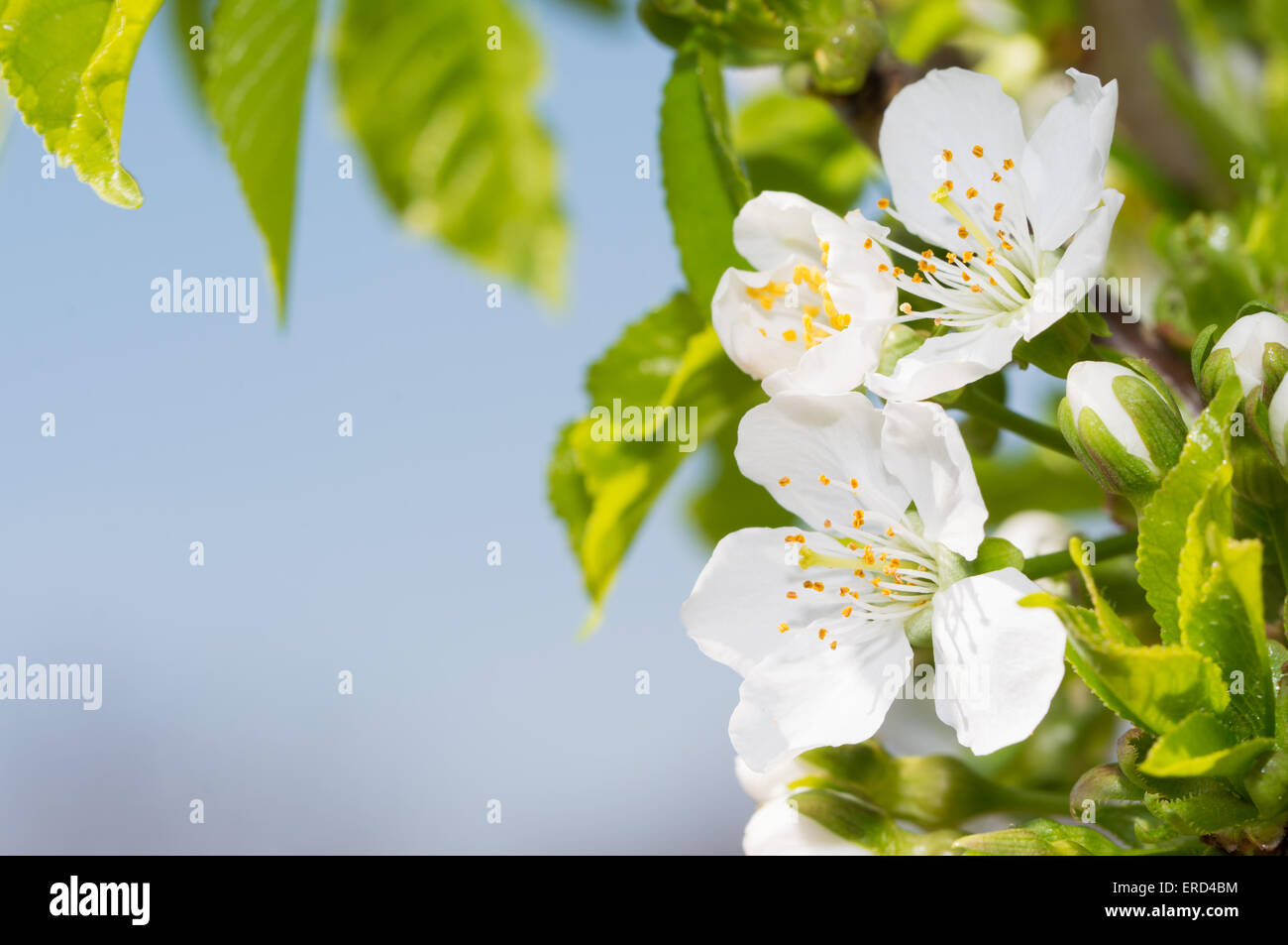 Beautiful white cherry tree hi-res stock photography and images - Alamy