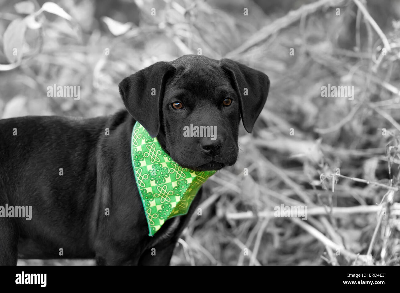 Adorable puppy cute black Labrador Retriever puppy with green bandana ...