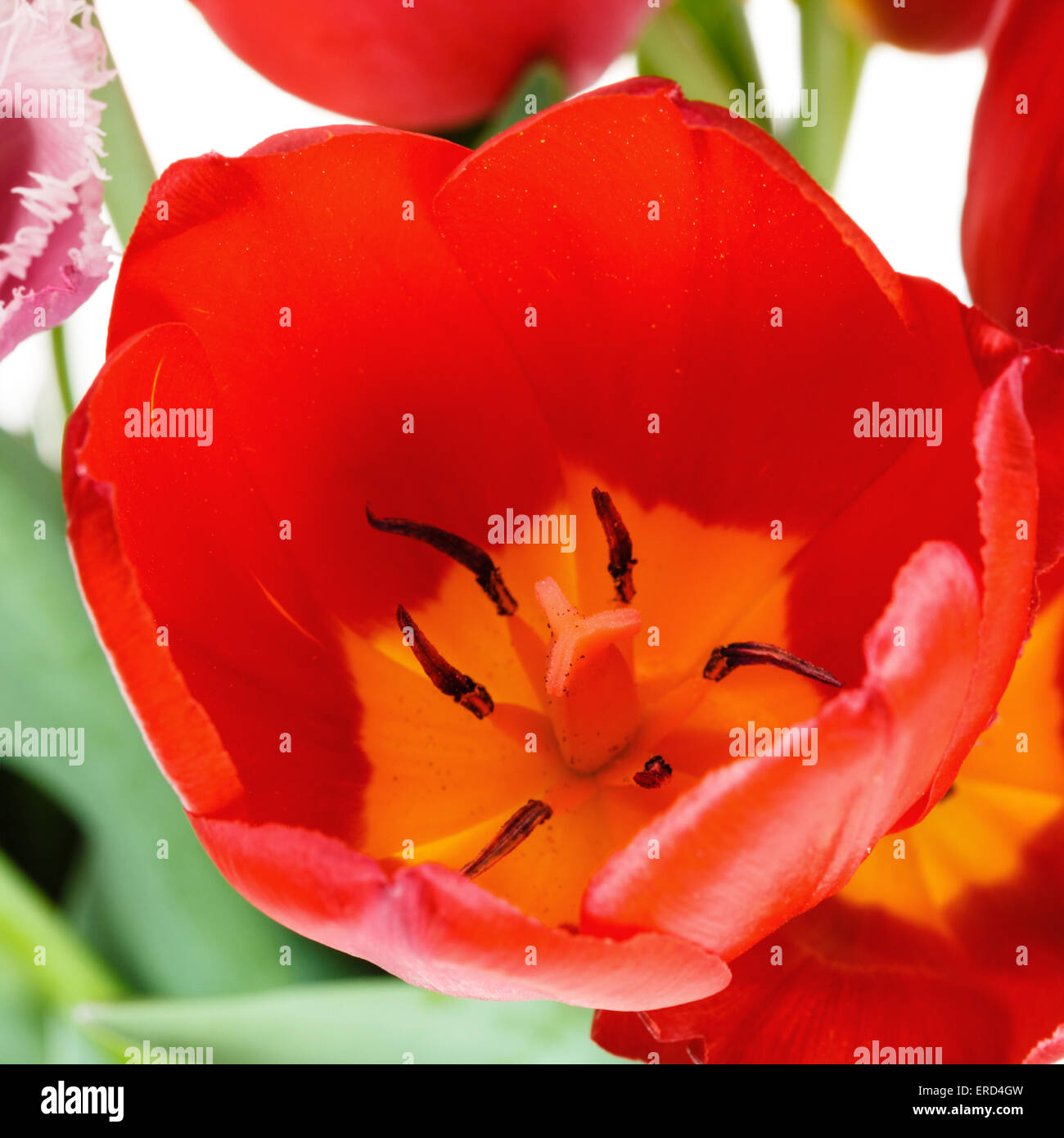 fresh big red tulip flower close up Stock Photo - Alamy