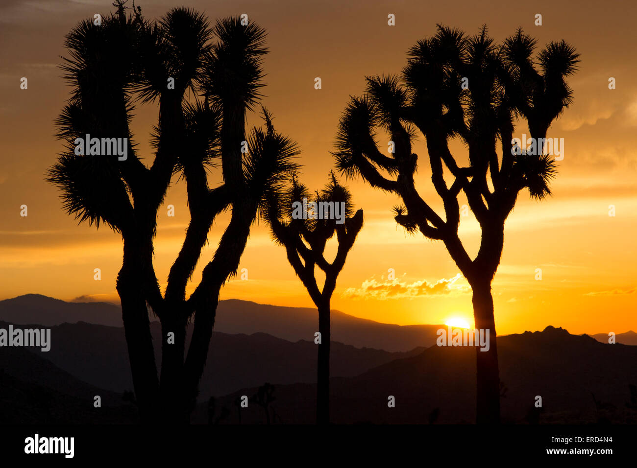 An ancient Joshua tree at sunset in Joshua Tree National Park ...