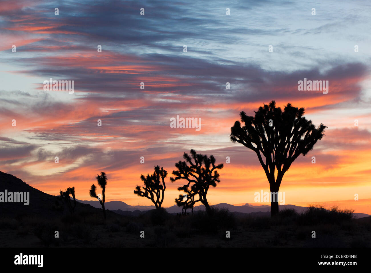 Ancient Joshua trees at sunset in Joshua Tree National Park, Twentynine ...