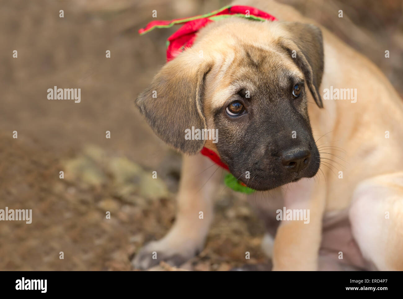 A sad puppy is sitting outdoors with a pout on his face Stock Photo - Alamy