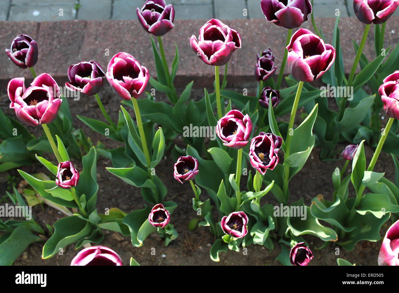 Deep purple and white tulips hi-res stock photography and images - Alamy
