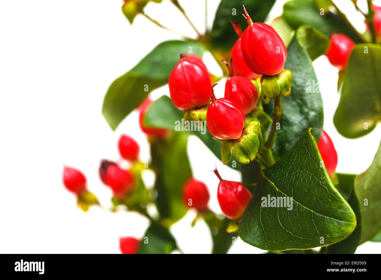 red fruits of hypericum plant close up with white copyspace Stock Photo ...