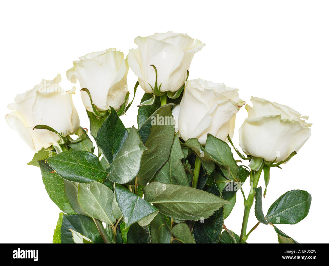 side view of bouquet of white roses isolated on white background Stock ...