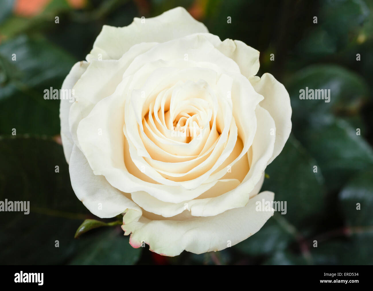 natural white rose flower close up on green bush Stock Photo - Alamy