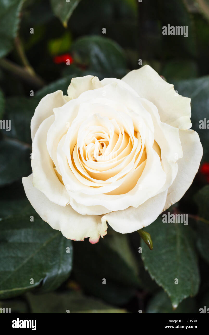 Rose flower with green leaves hi-res stock photography and images - Alamy