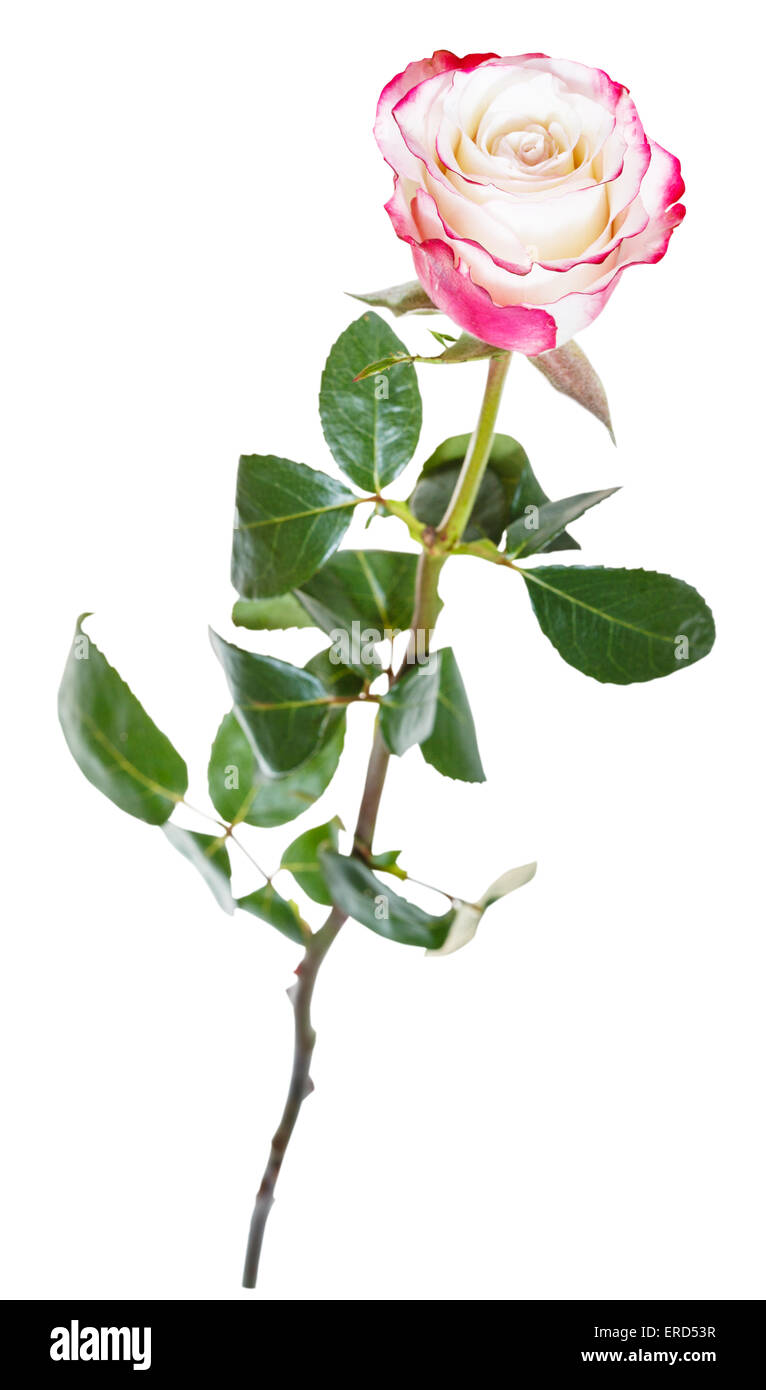 one natural pink rose flower isolated on white background Stock Photo ...