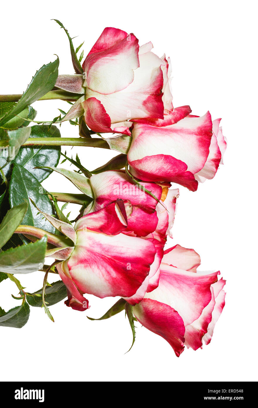 side view of bunch of pink roses isolated on white background Stock ...