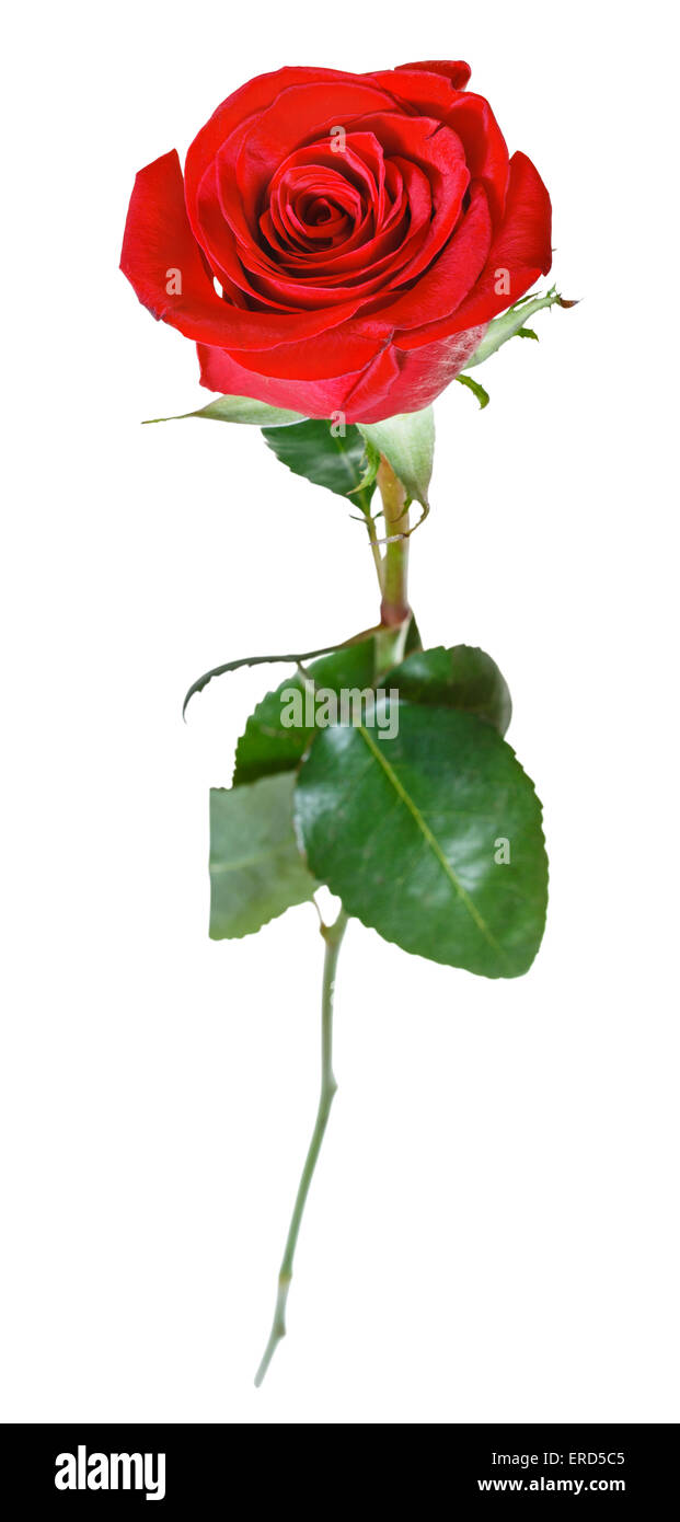 one red rose flower isolated on white background Stock Photo - Alamy