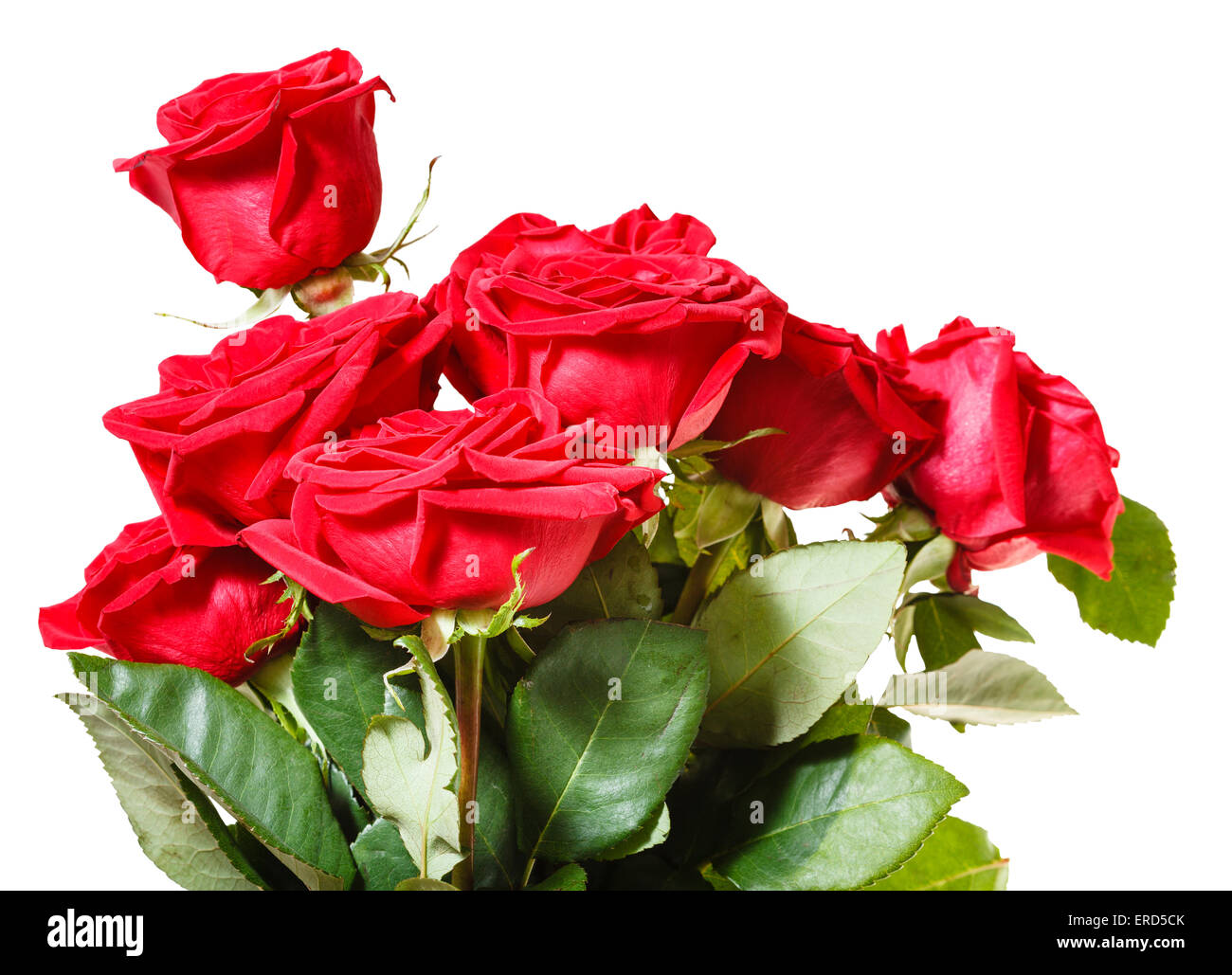side view of bunch of red roses isolated on white background Stock ...
