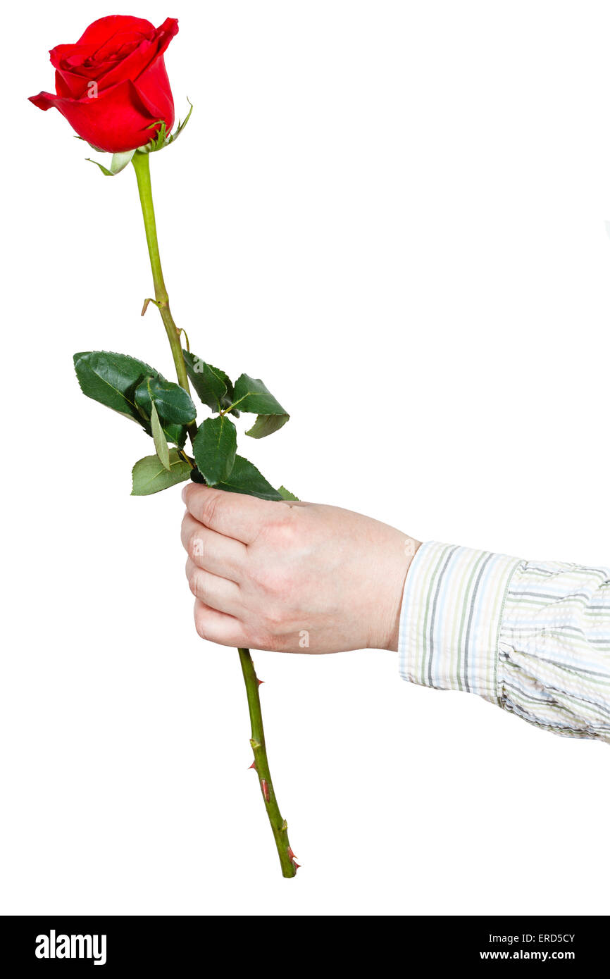 male hand giving one flower - red rose isolated on white background ...