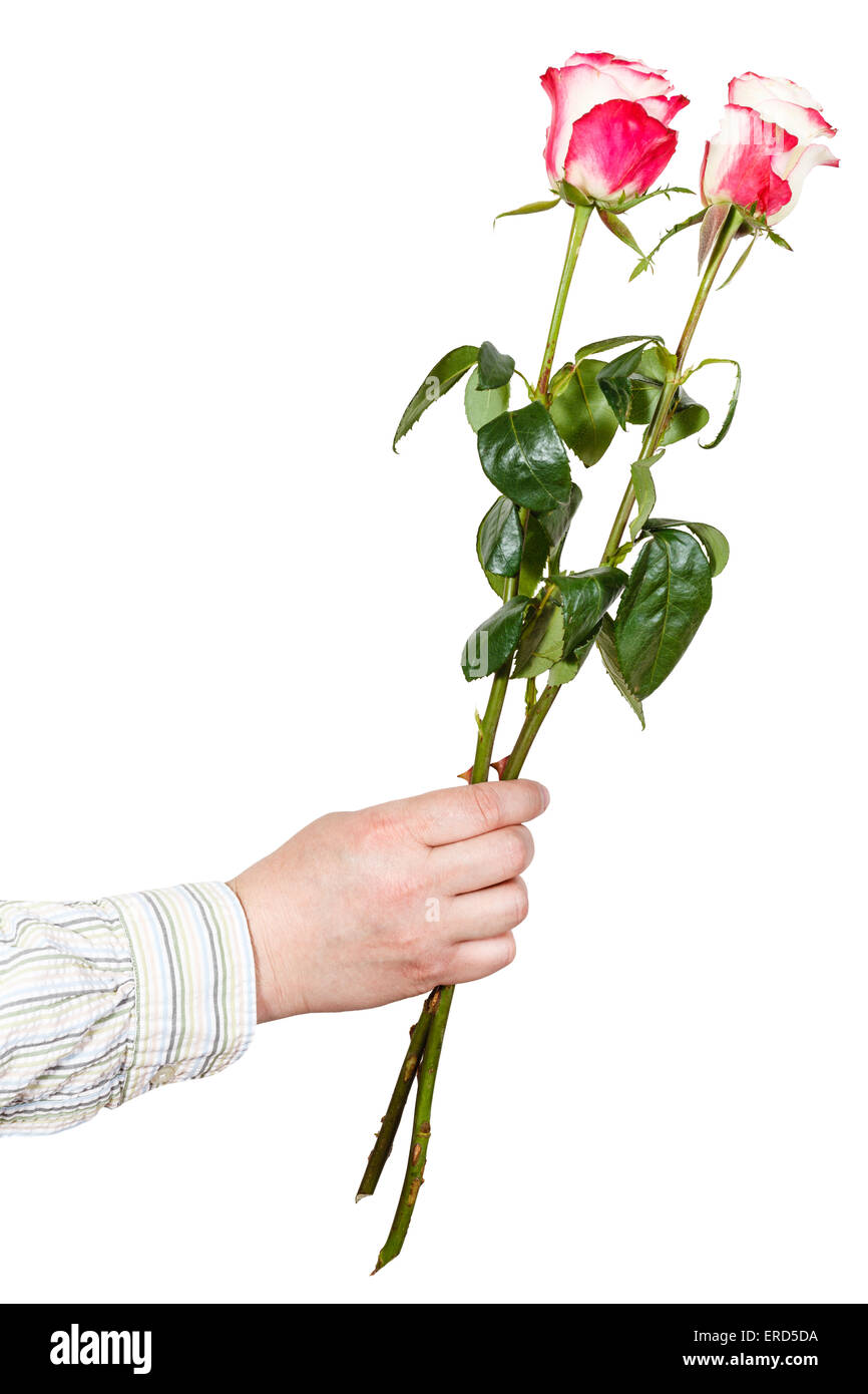 Roses side view Cut Out Stock Images & Pictures - Alamy