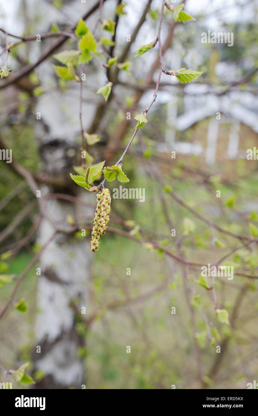 One birch full of pollen in spring bad for allergy Stock Photo - Alamy