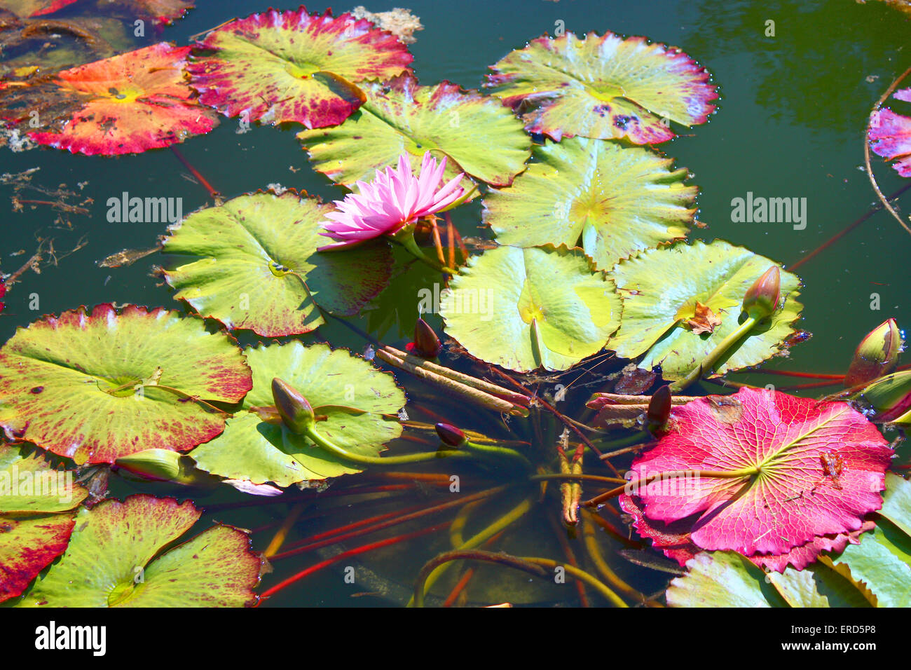 Lily Pads #1 Stock Photo - Alamy