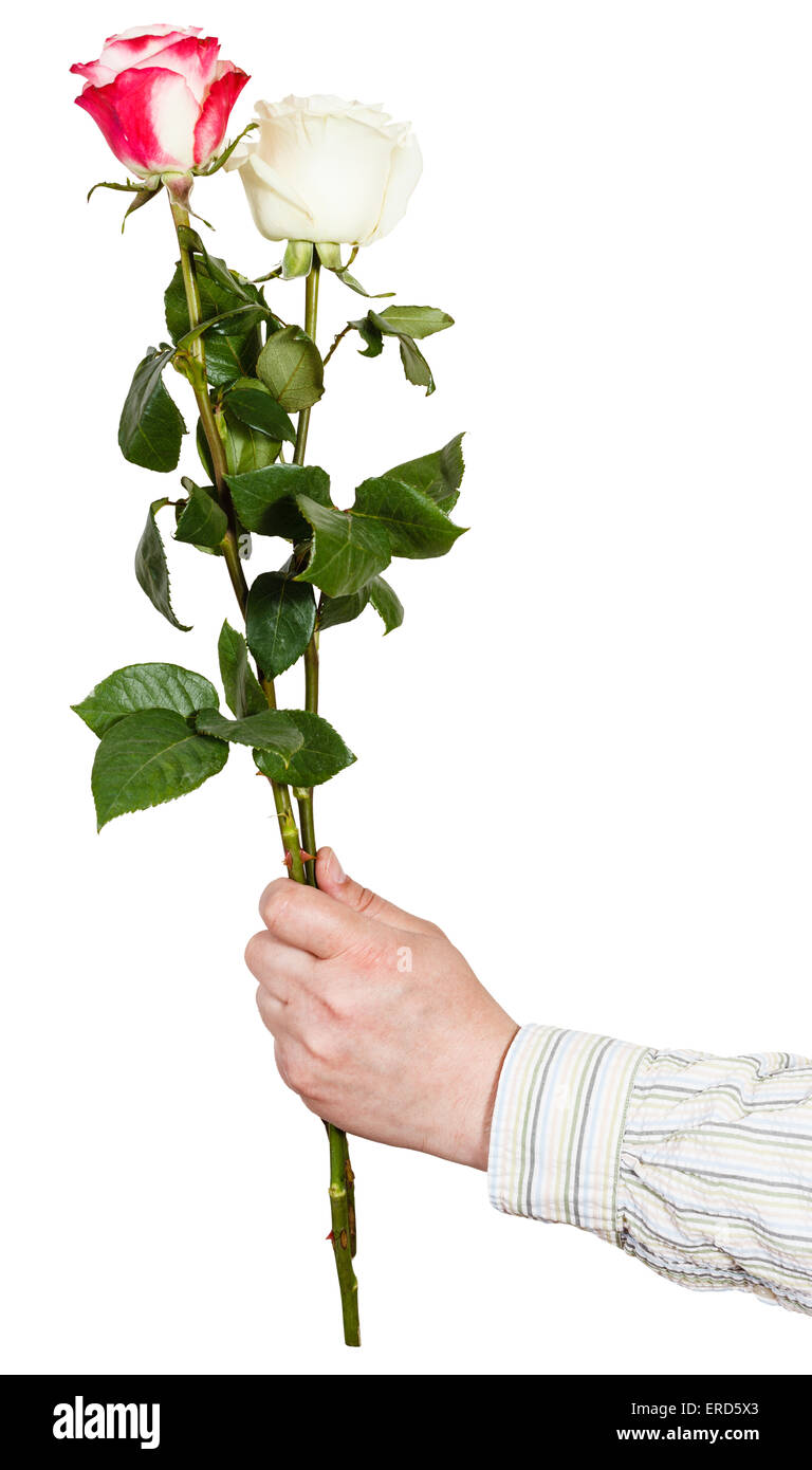 male hand giving bouquet of two white and pink roses isolated on white ...