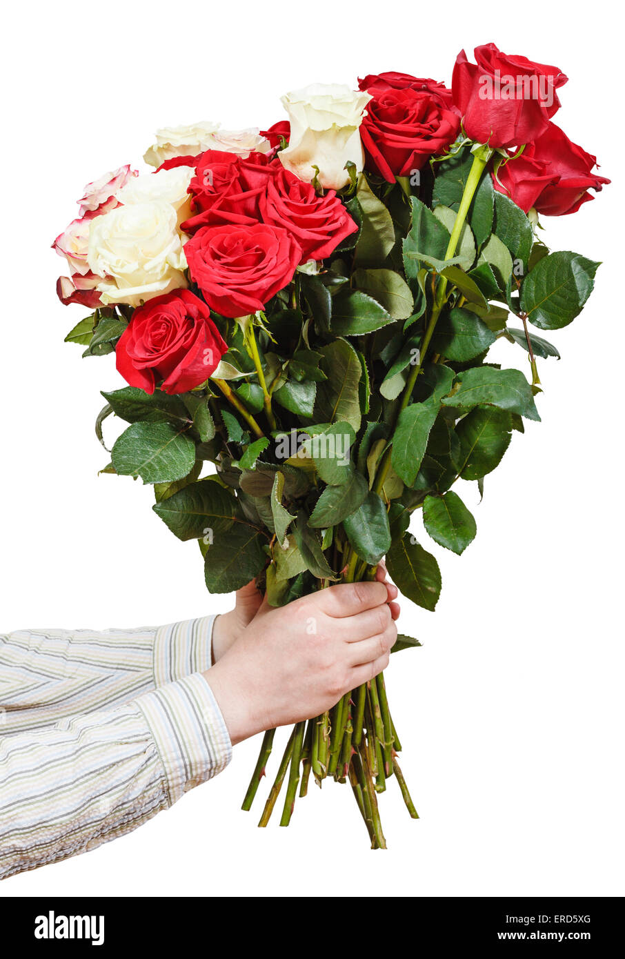 two hands giving bunch of various roses isolated on white background ...