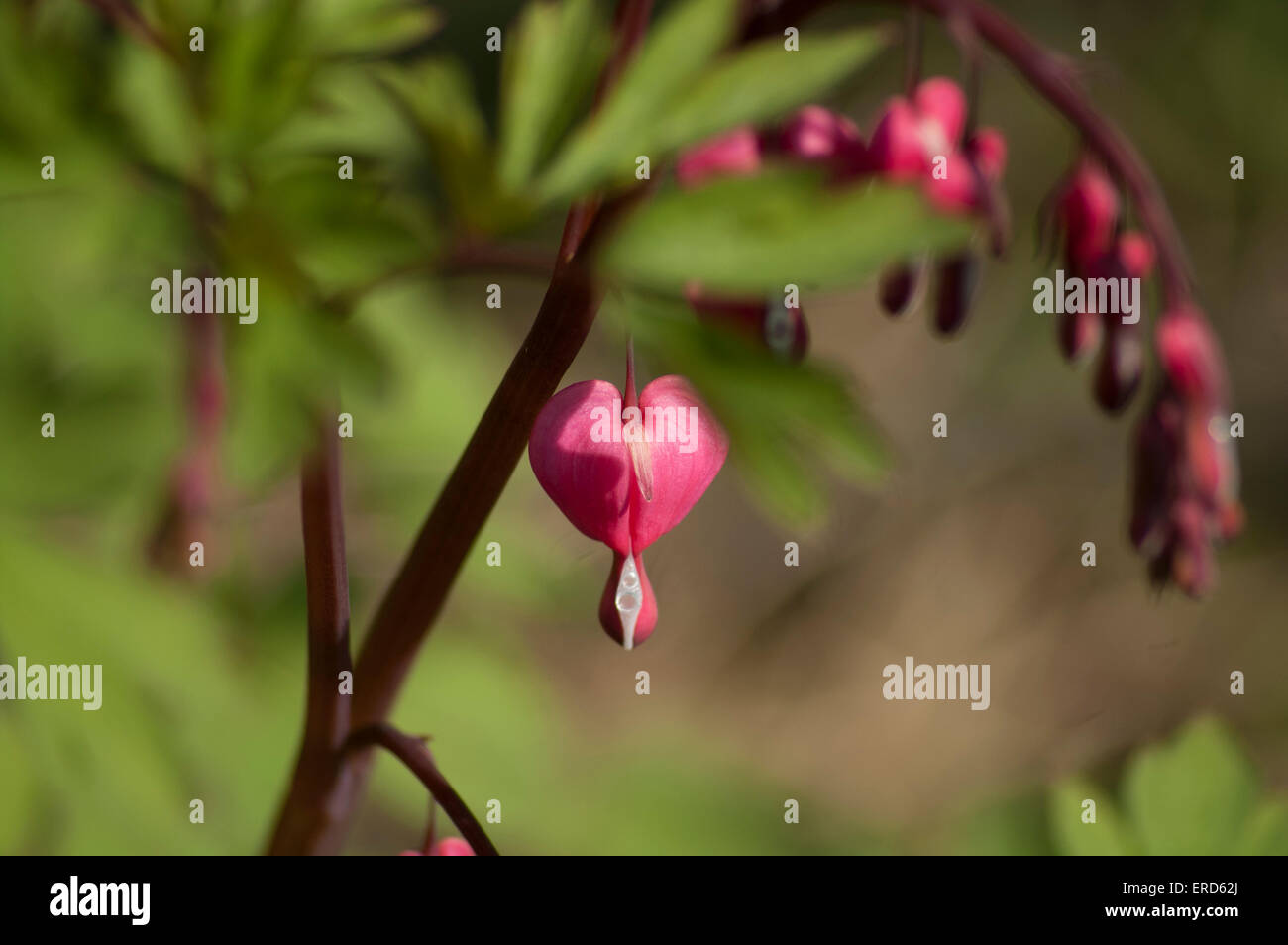 Dicentras hi-res stock photography and images - Alamy