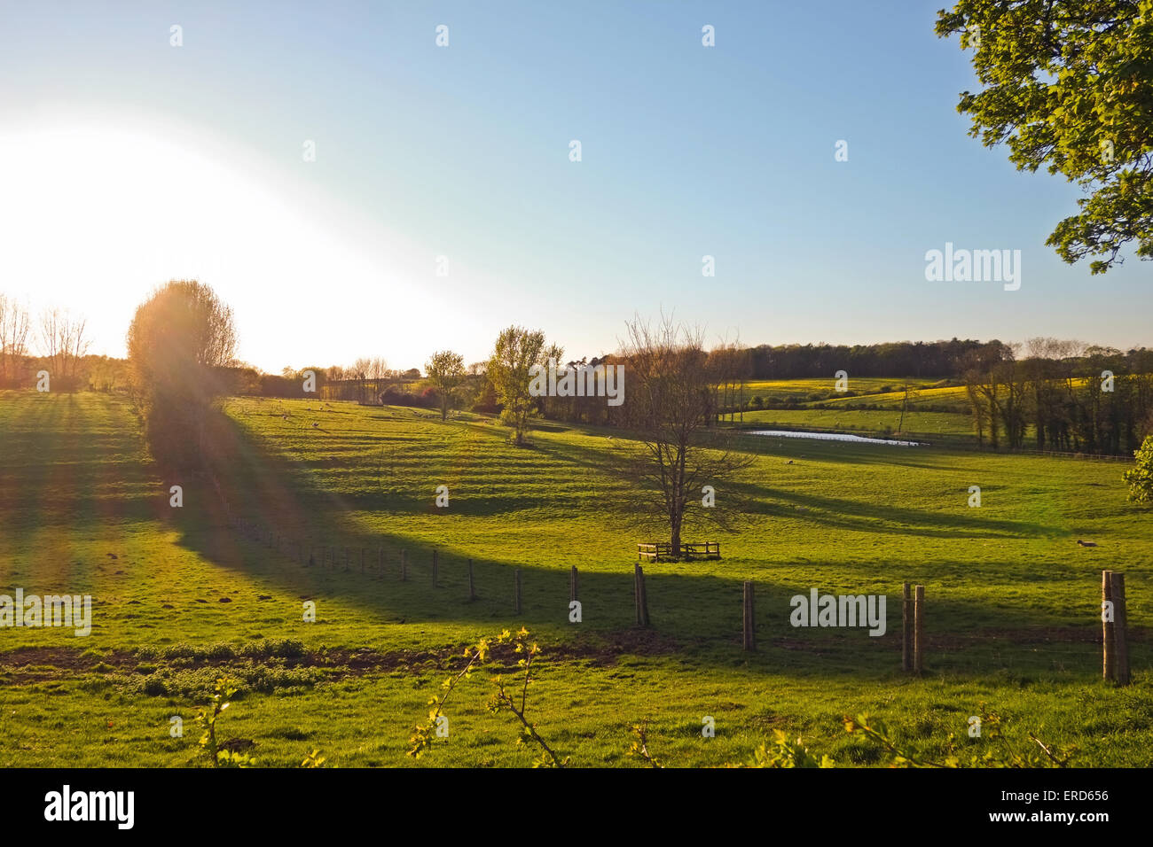 backlit scene of Northamptonshire countryside in Boughton Stock Photo ...