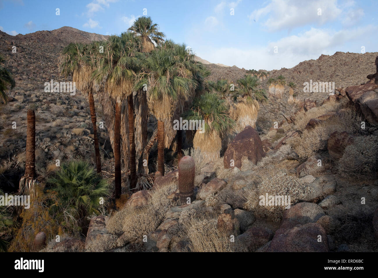 Cacti and palm trees in the Santa Rosa and San Jacinto National ...