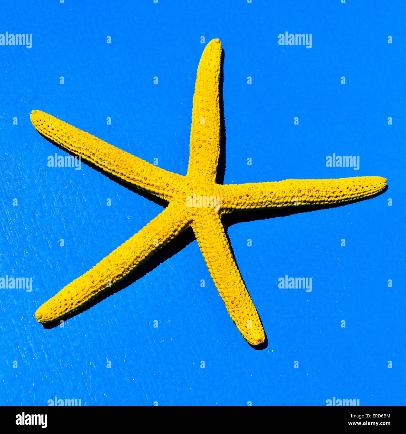 Starfish colors hi-res stock photography and images - Alamy