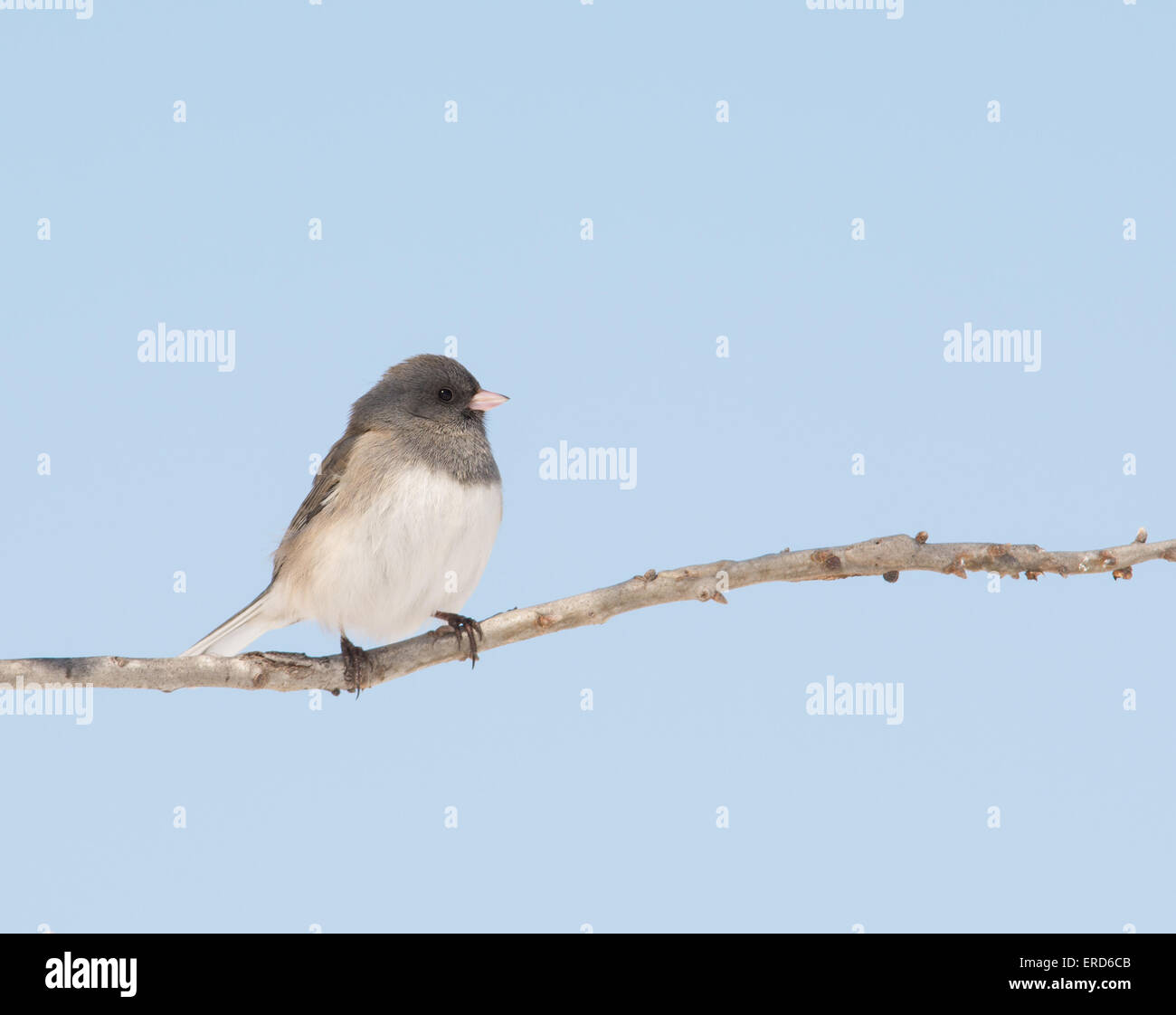 Dark-eyed Junco sitting in an Oak tree against pale blue winter sky ...
