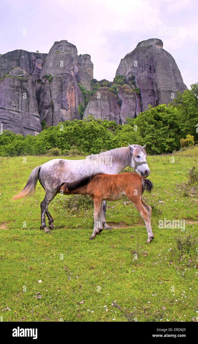Horse sucking hi-res stock photography and images - Alamy