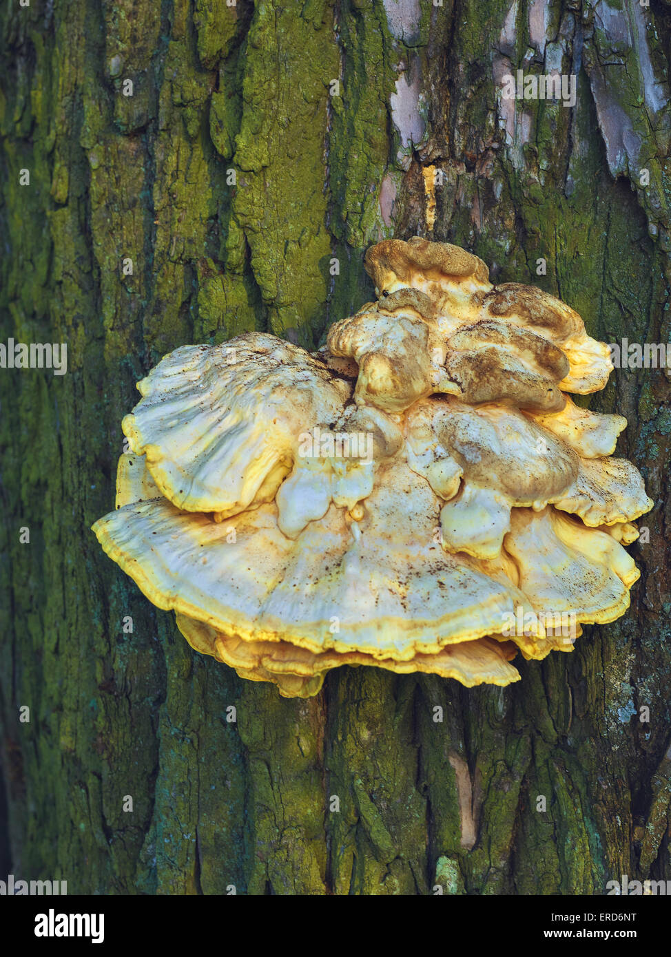 Bracket fungi, or shelf fungi, are among the many groups of fungi that ...