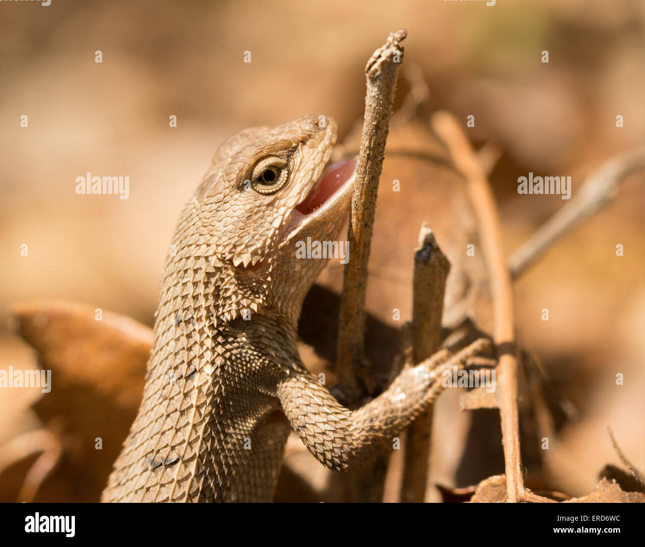 Fence lizard sceloporus undulatus hi-res stock photography and images ...