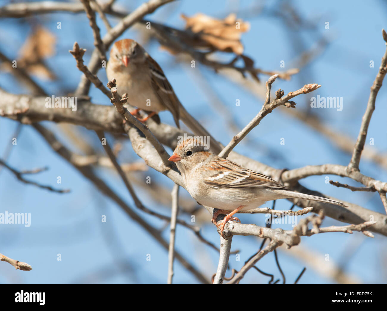 Field sparrow hi-res stock photography and images - Alamy