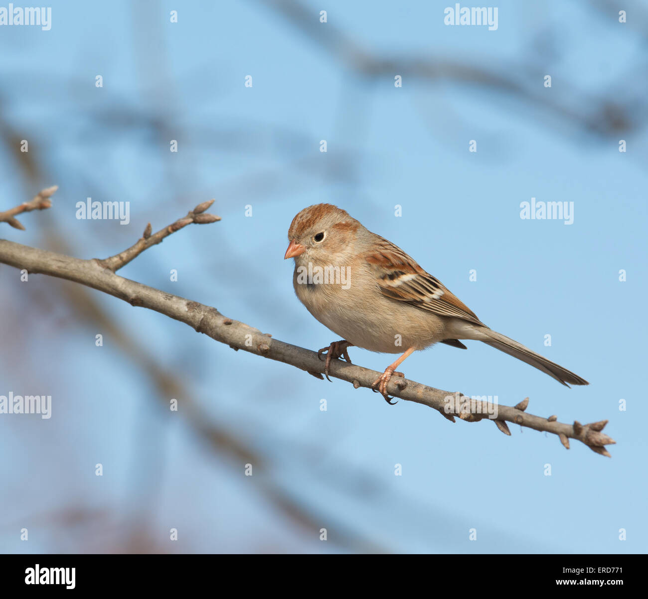 Perch oak tree hi-res stock photography and images - Alamy