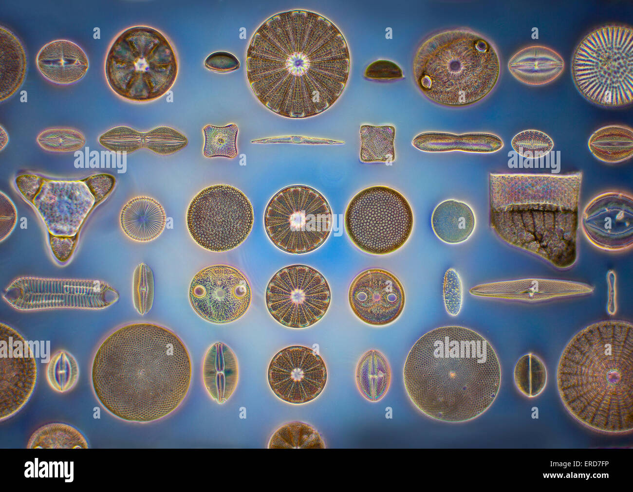 Darkfield photomicrograph, fossil diatoms, Lomita USA, diverse ...