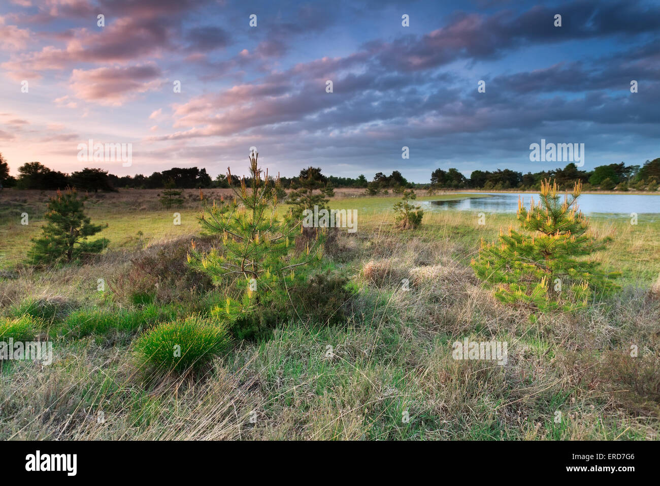 Little spruce hi-res stock photography and images - Alamy