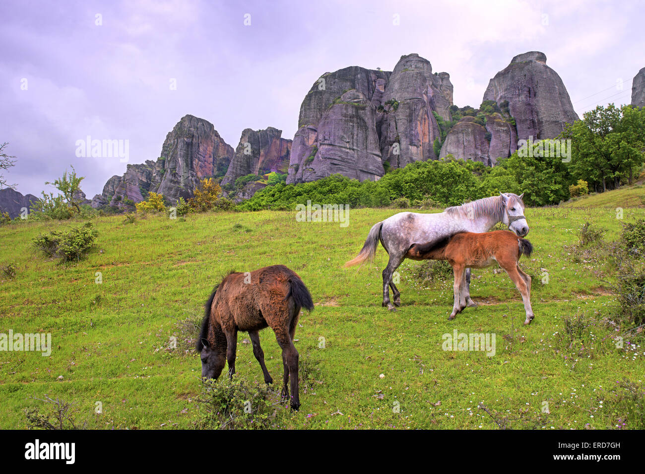 Horse sucking hi-res stock photography and images - Alamy
