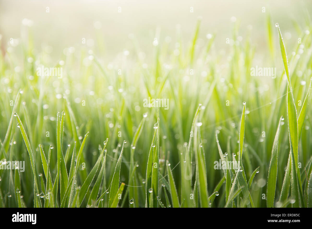 Grass water drops hi-res stock photography and images - Alamy