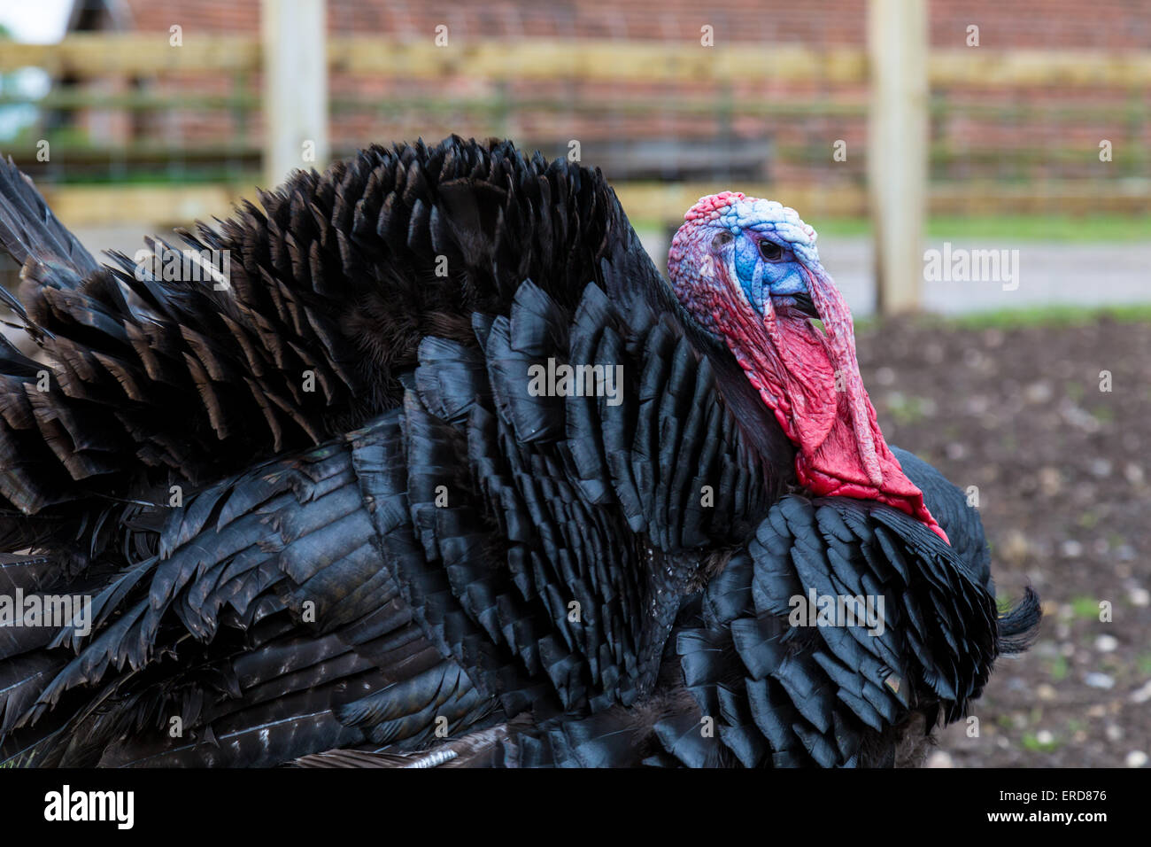 Turkey in the farm yard, black feathers head shot Stock Photo - Alamy