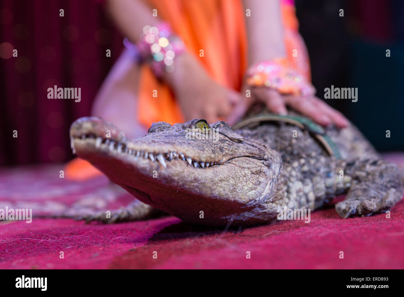 Close Up of Small Alligator Wearing Collar on Stage During Performance ...