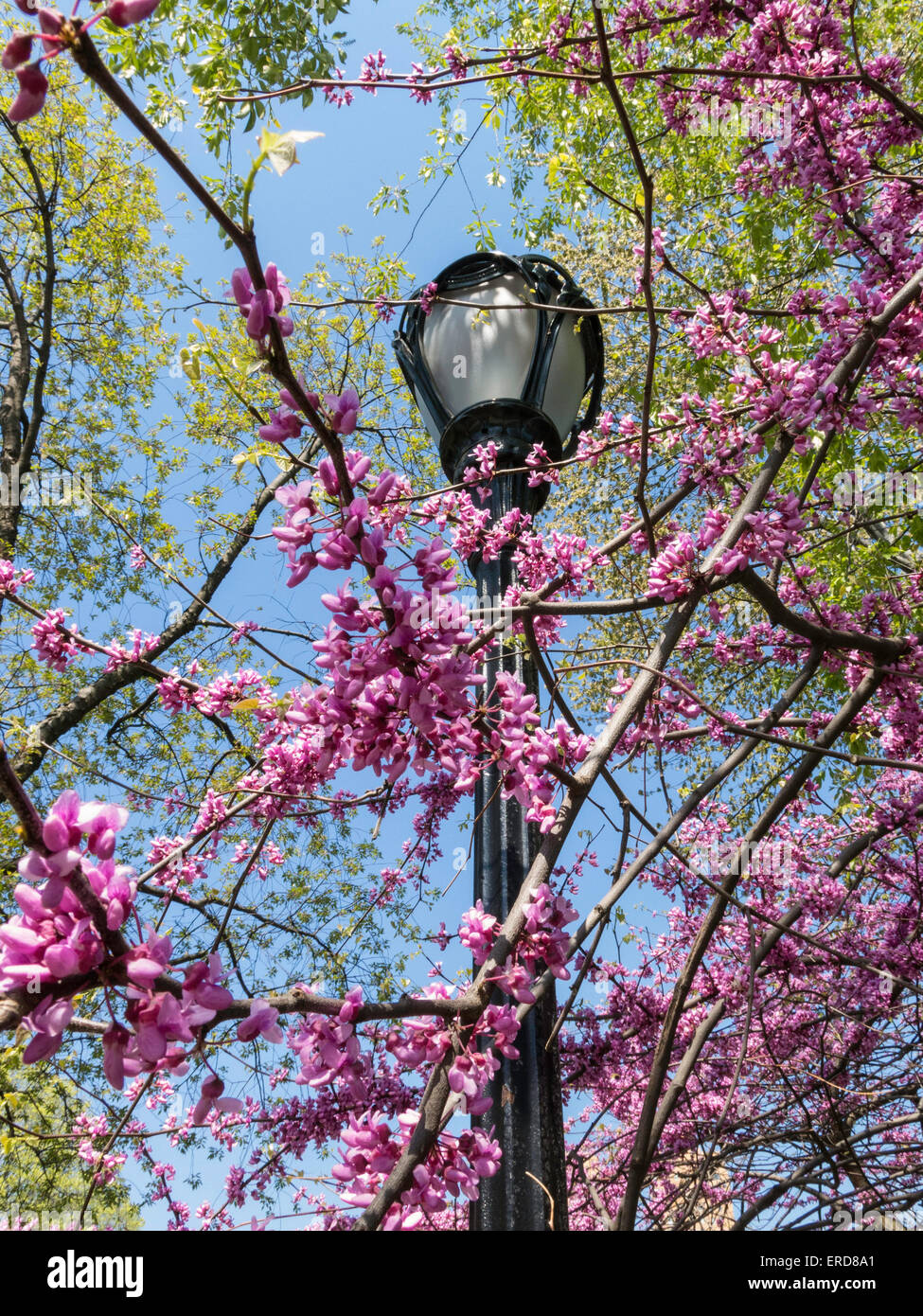 Flowering Cherry Trees and Cast Iron Lamp Post, Central Park, NYC Stock ...
