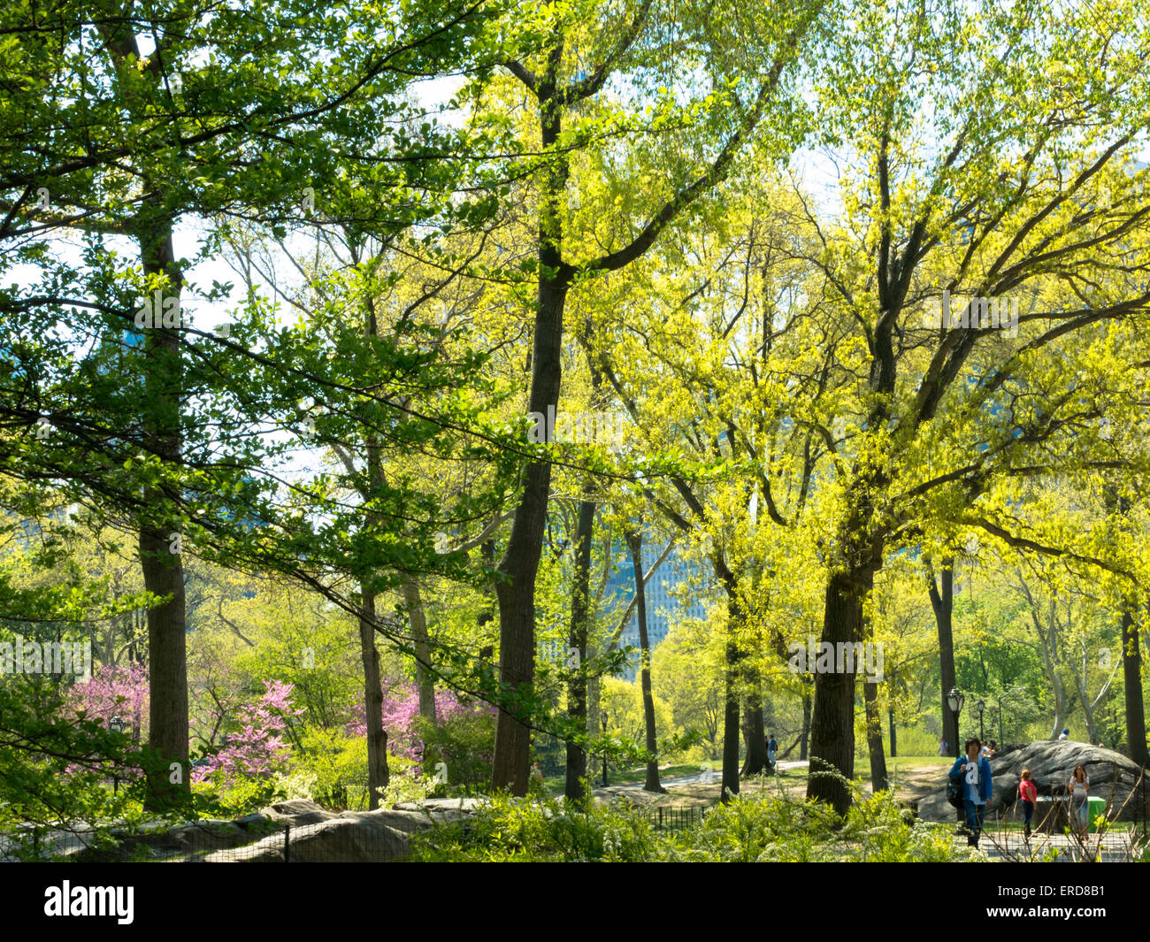Springtime in Central Park, NYC Stock Photo - Alamy