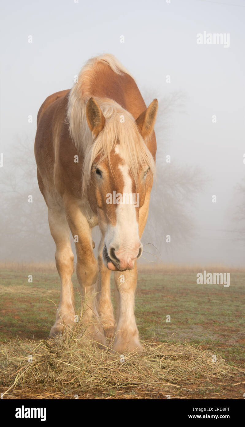 Belgian heavy horse hi-res stock photography and images - Alamy