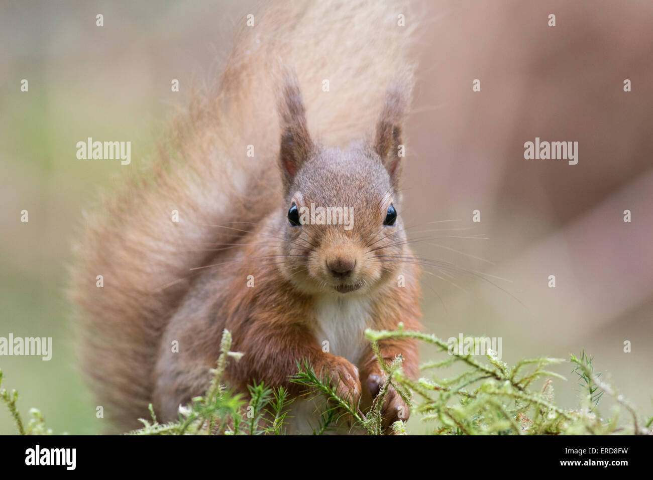 Red Squirrel (Sciurus vulgaris) in the forest, Highlands, Scotland, UK Stock Photo - Alamy