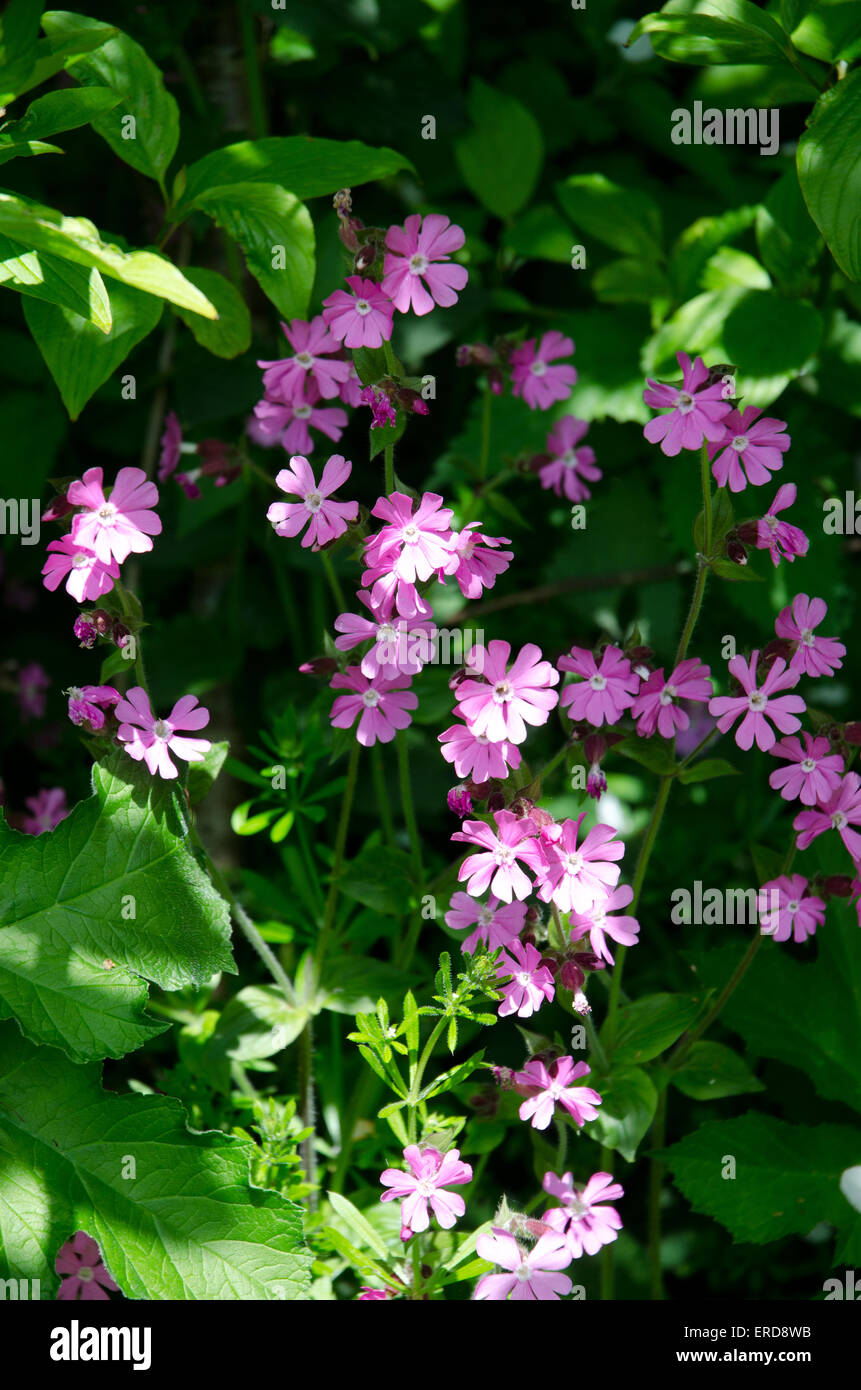 Pink campion flower hi-res stock photography and images - Alamy
