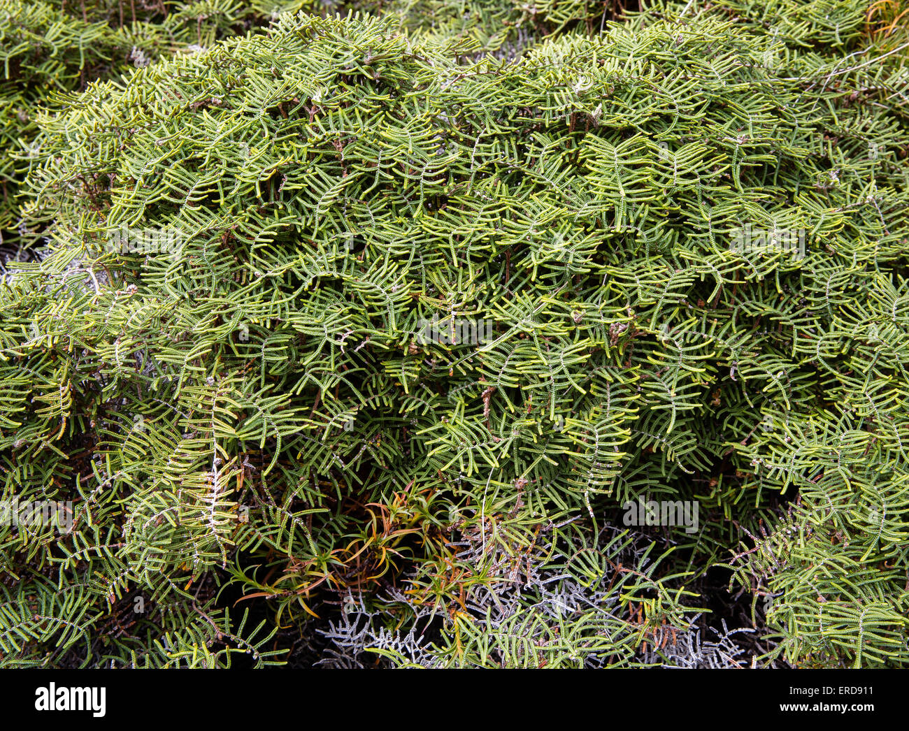 Gleichenia hi-res stock photography and images - Alamy