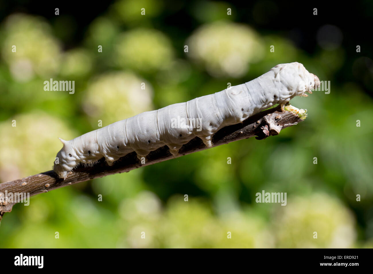 Silkworm profile on green natural background Stock Photo - Alamy