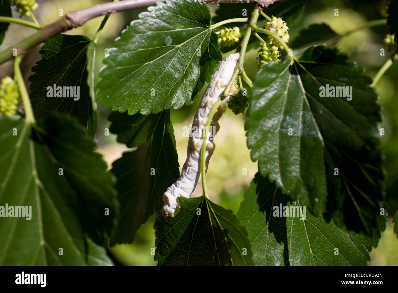 Silkworm on green natural background Stock Photo - Alamy