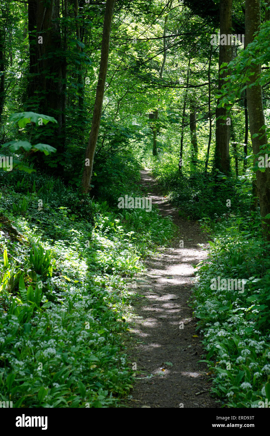 Shady summer woodland walk with wild garlic Stock Photo - Alamy
